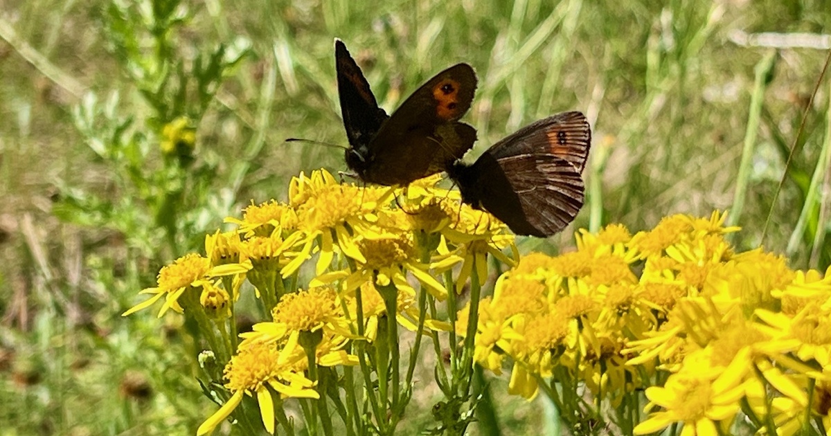 Citizen Science Projects 2026 - Maths Week Scotland